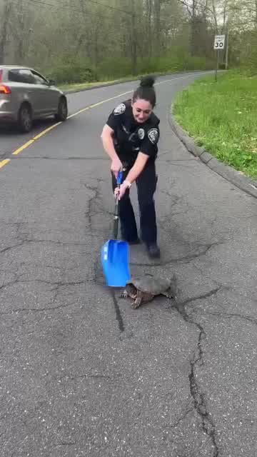 WATCH: Police officer rescues snapping turtle in South Windsor – WTNH.com