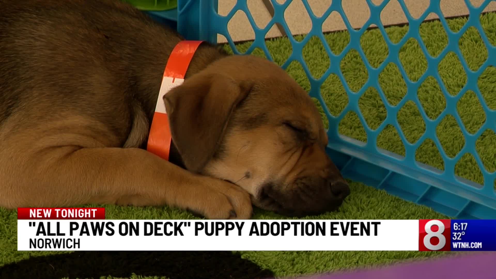 All Paws on Deck helps Connecticut Pets find new homes – WTNH.com