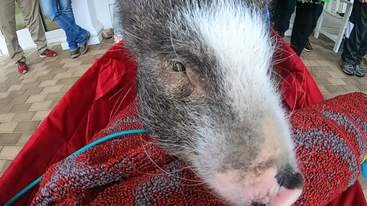 ‘Her personality is amazing:’ Porkchop the mini-pig trains to become ...