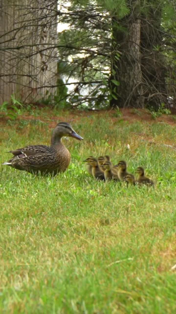 Adorable rescue: Rocky Hill fire, police departments save 11 baby ducks ...