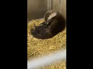Newborn alert: Baby otter pups arrive at Conn. Beardsley Zoo – WTNH.com
