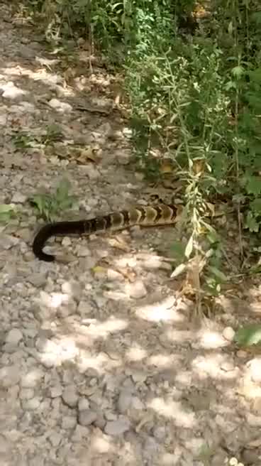 Timber rattlesnake found in Portland – WTNH.com