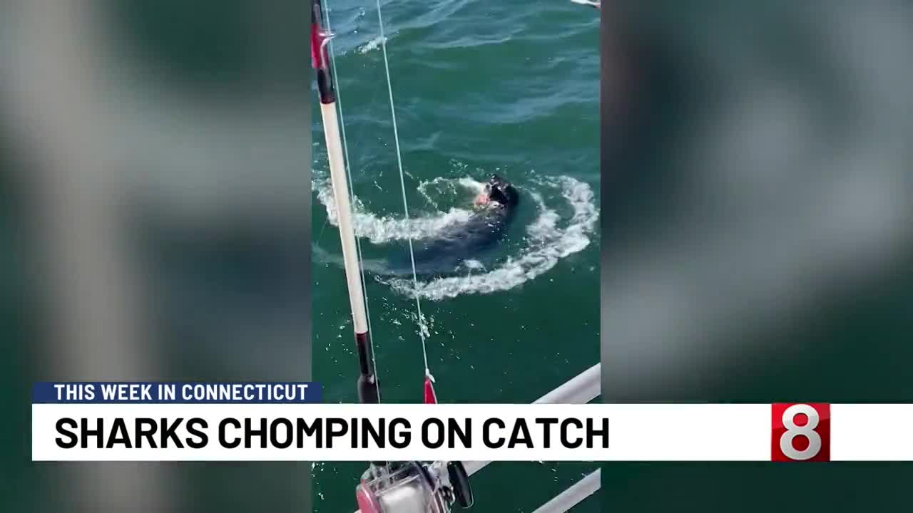 What kind of sharks are in Long Island Sound? – WTNH.com