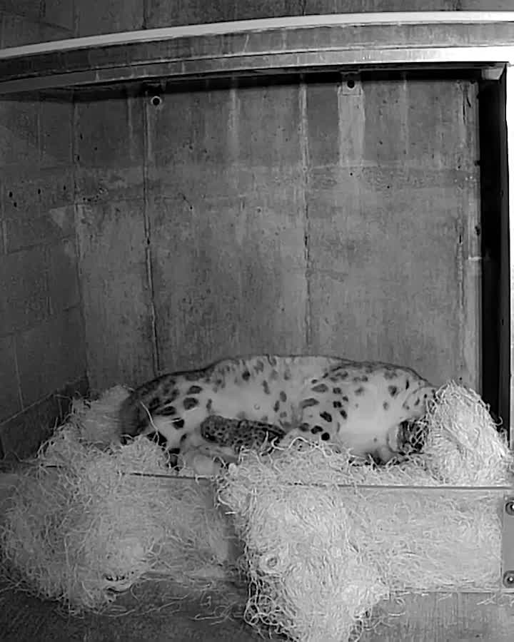 Video released by John Ball Zoo shows snow leopard Yuki and her new cub ...