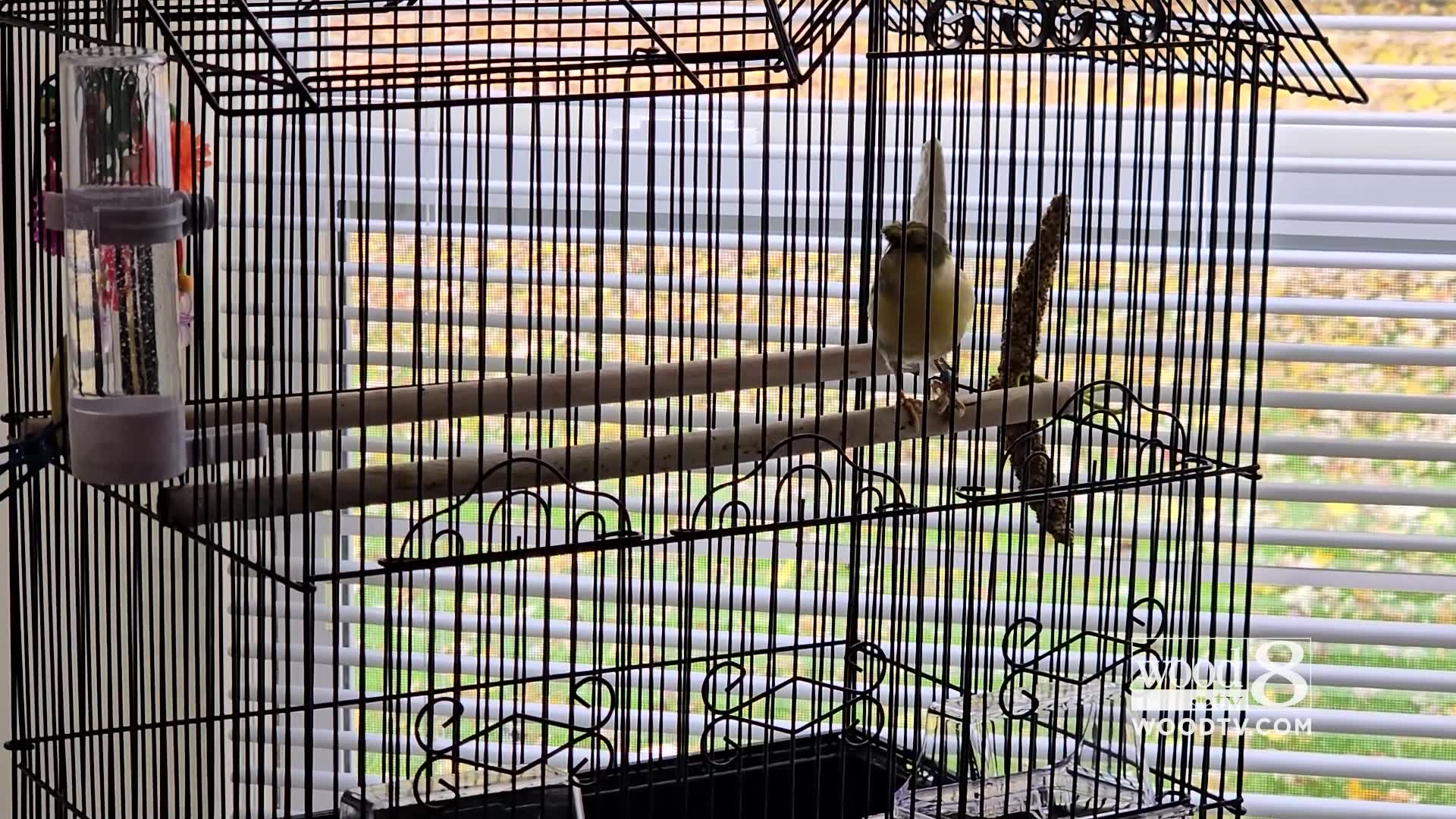 West Michigan woman out $4,000 in Facebook canary scam – WOODTV.com