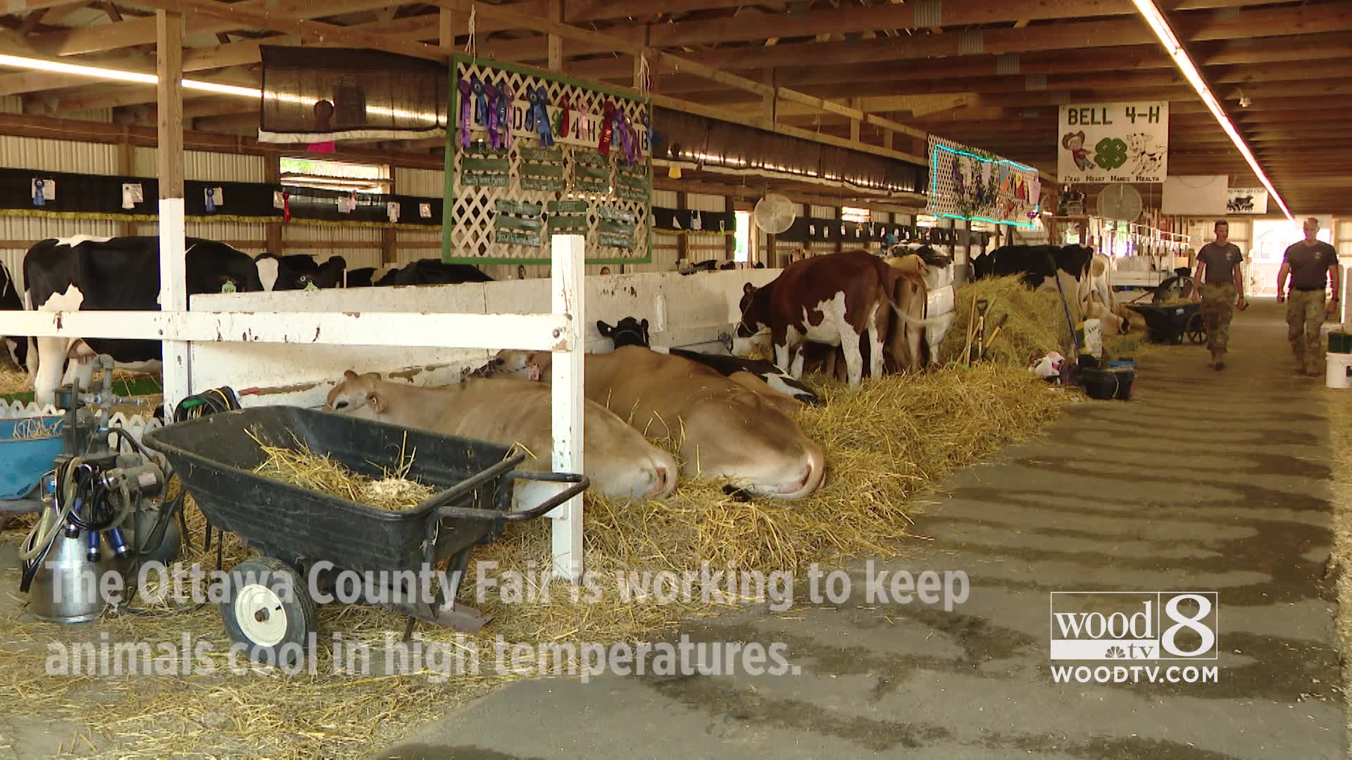 How 4-H keeps animals cool at the Ottawa County Fair – WOODTV.com