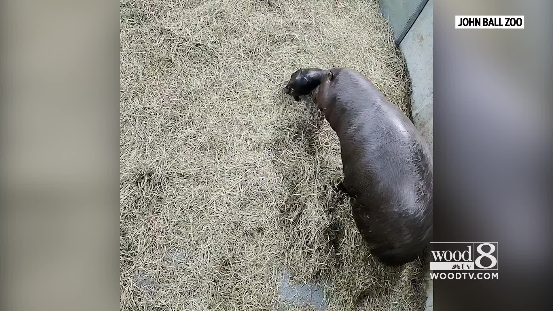 John Ball Zoo welcomes baby hippo – WKRN News 2