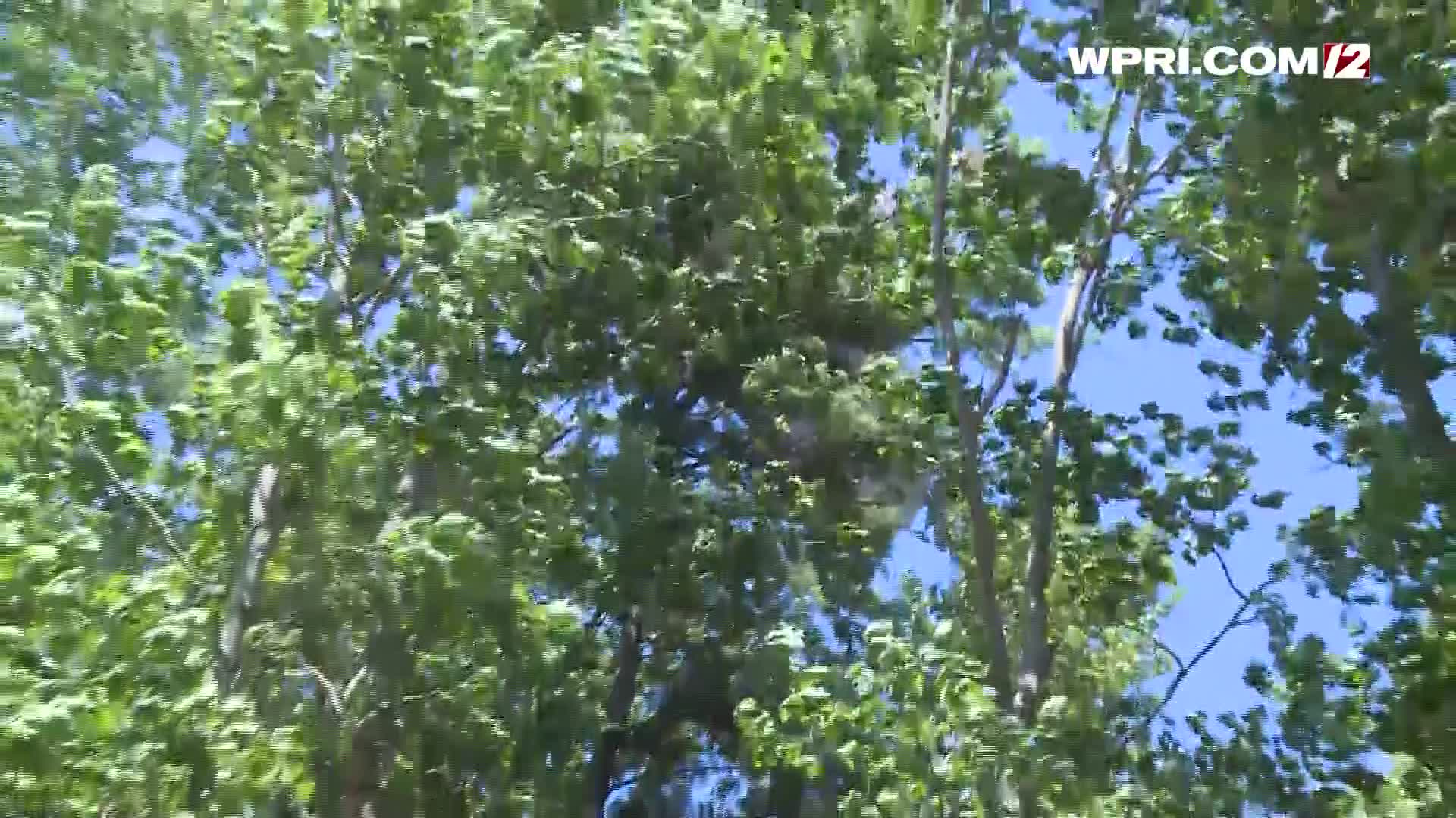 VIDEO NOW: RI National Guard parachutist gets stuck in tree during jump ...