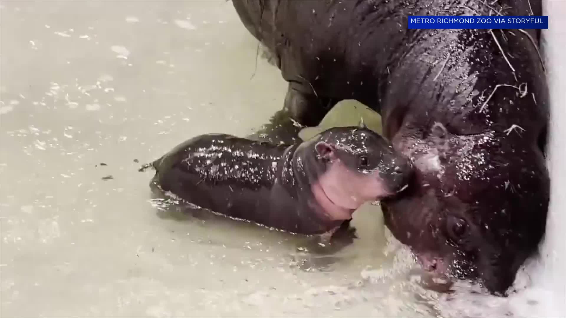 VIDEO NOW: Must See – Baby hippo enjoying first swim with mom – WPRI.com