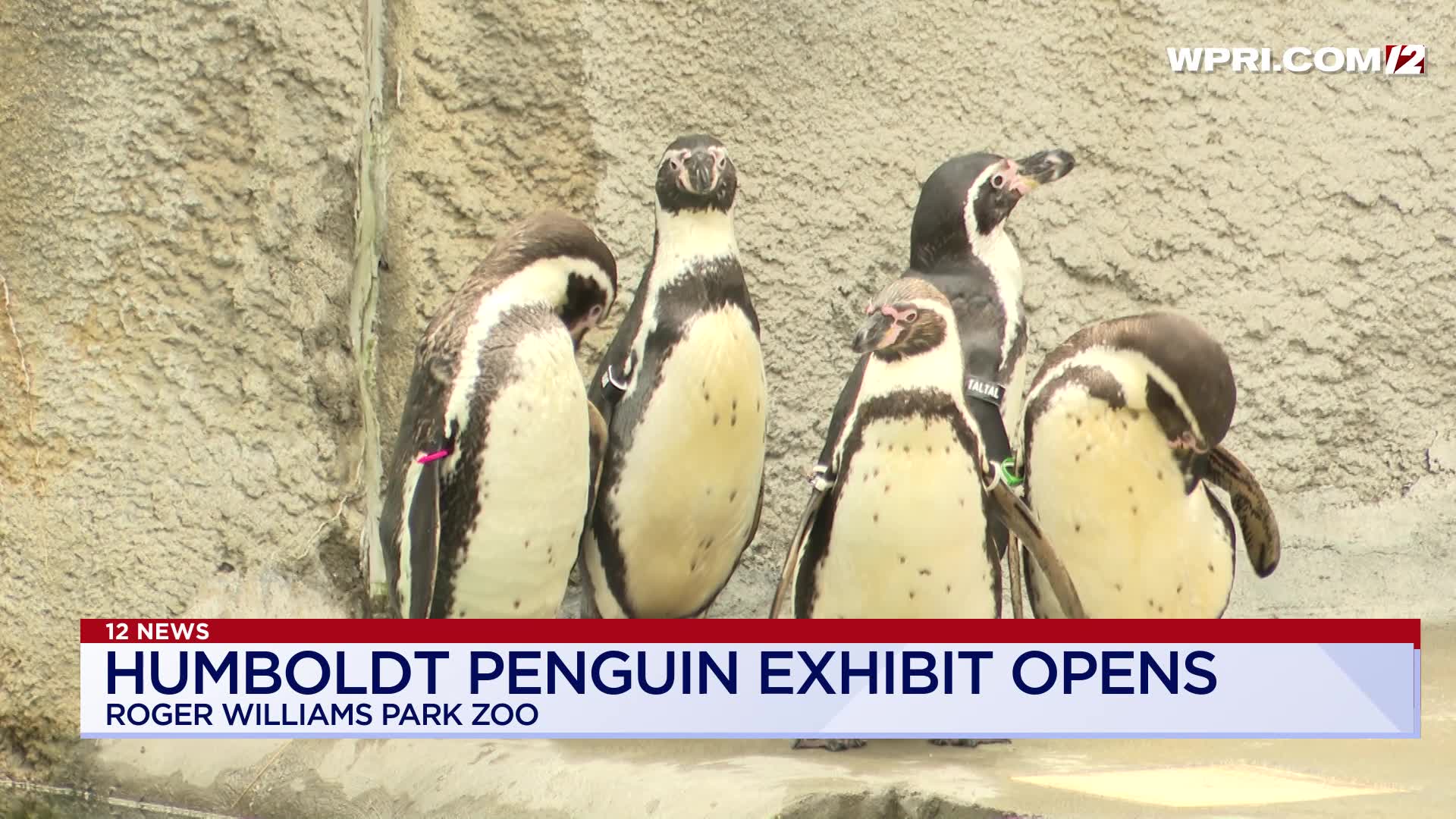Video Now: Humboldt penguin exhibit opens at Roger Williams Park Zoo ...