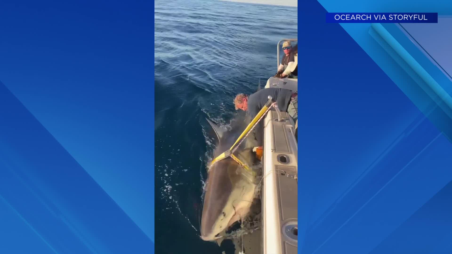 VIDEO NOW – Must See: Largest ever great white shark tagged in the ...