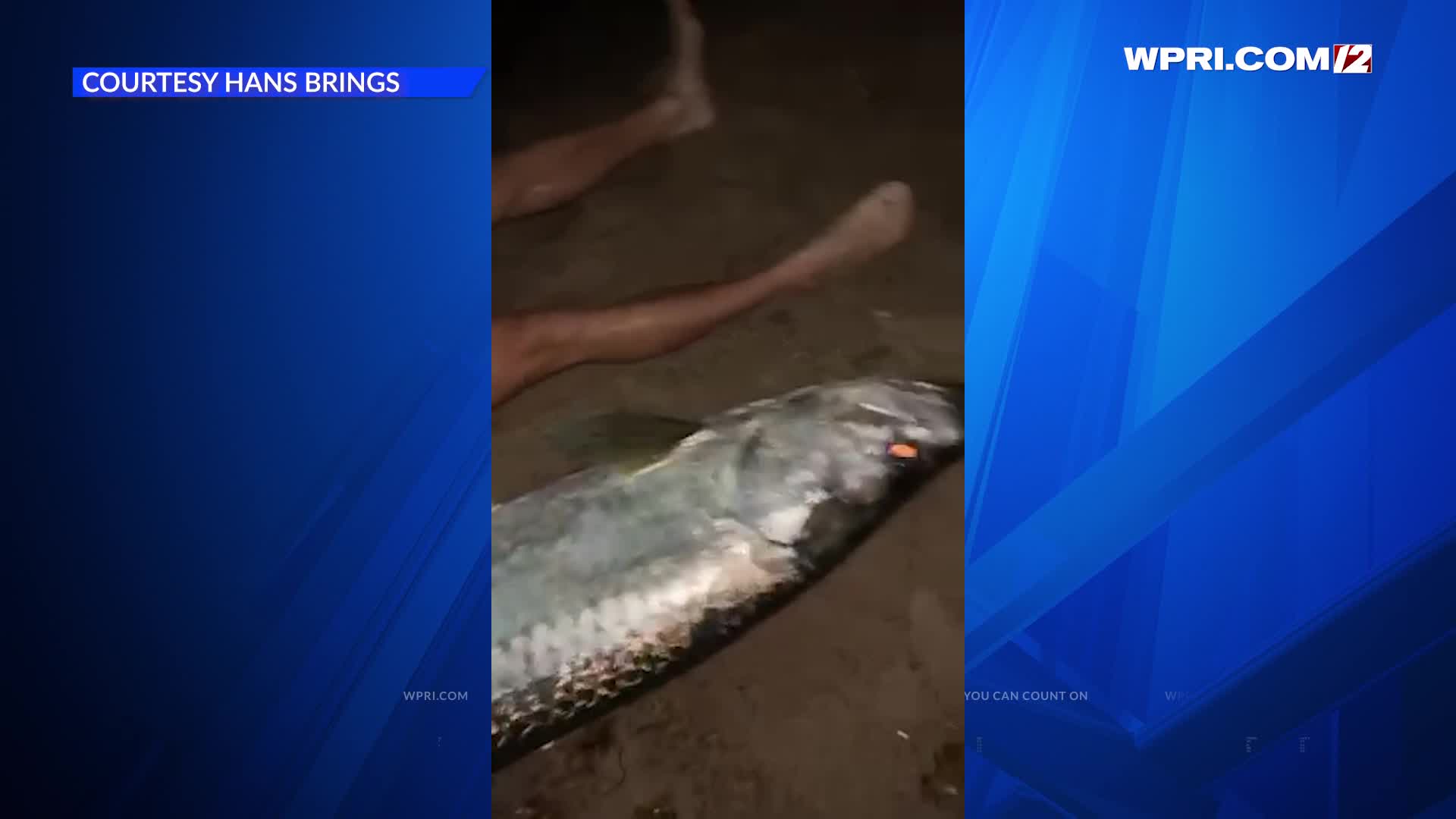 VIDEO NOW: Man catches massive tarpon in Cape Cod – WPRI.com