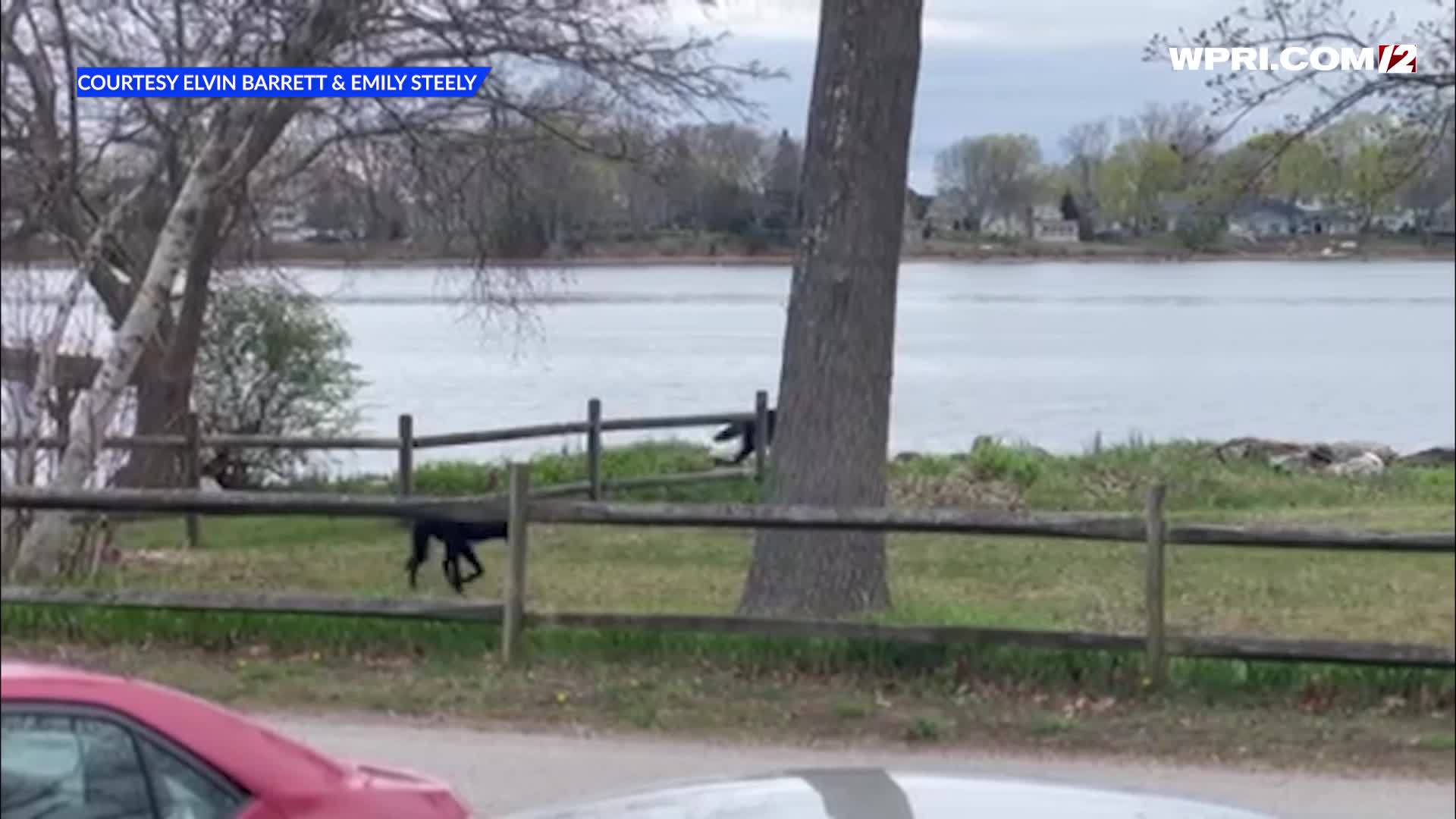 VIDEO NOW: DEM warns residents about recent coyotes spotted in RI ...