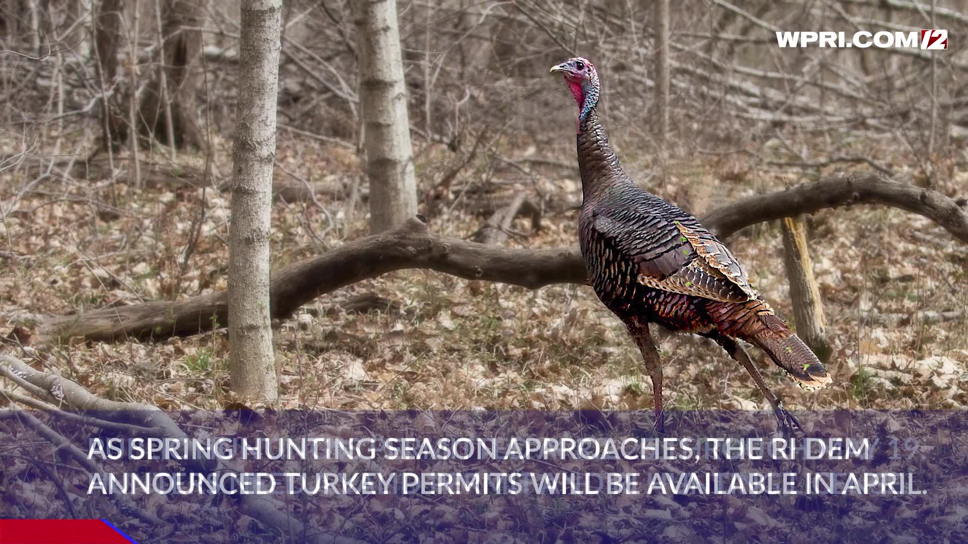 Video Now: What to know about turkey hunting season in RI – WPRI.com