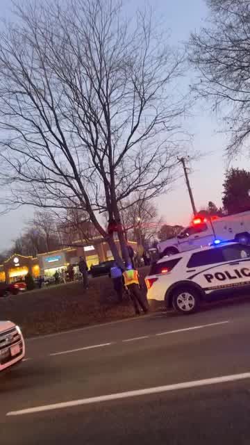 Bear stuck in tree on Hull Street Road near Texas Roadhouse, disrupting traffic – WRIC ABC 8News
