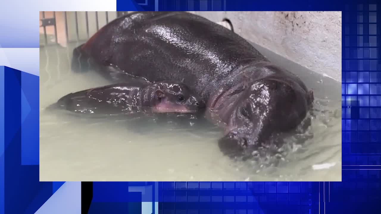 8News gets first up close look at Richmond’s new baby Pygmy hippo ...