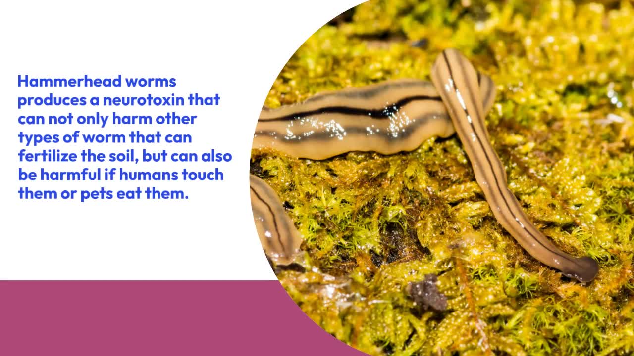 Wormageddon! What to do if you find hammerhead worms or armyworms in ...