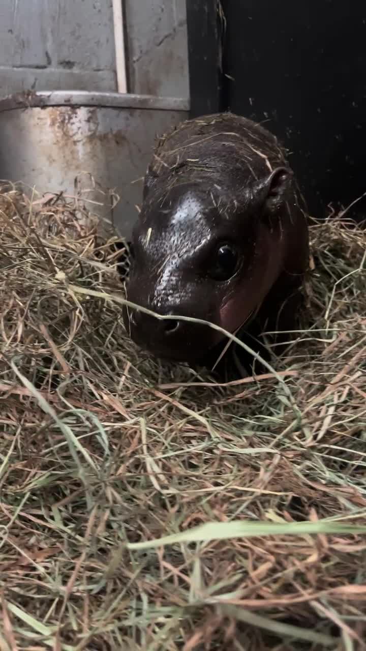 Metro Richmond Zoo Baby Pygmy Hippo – WRIC ABC 8News