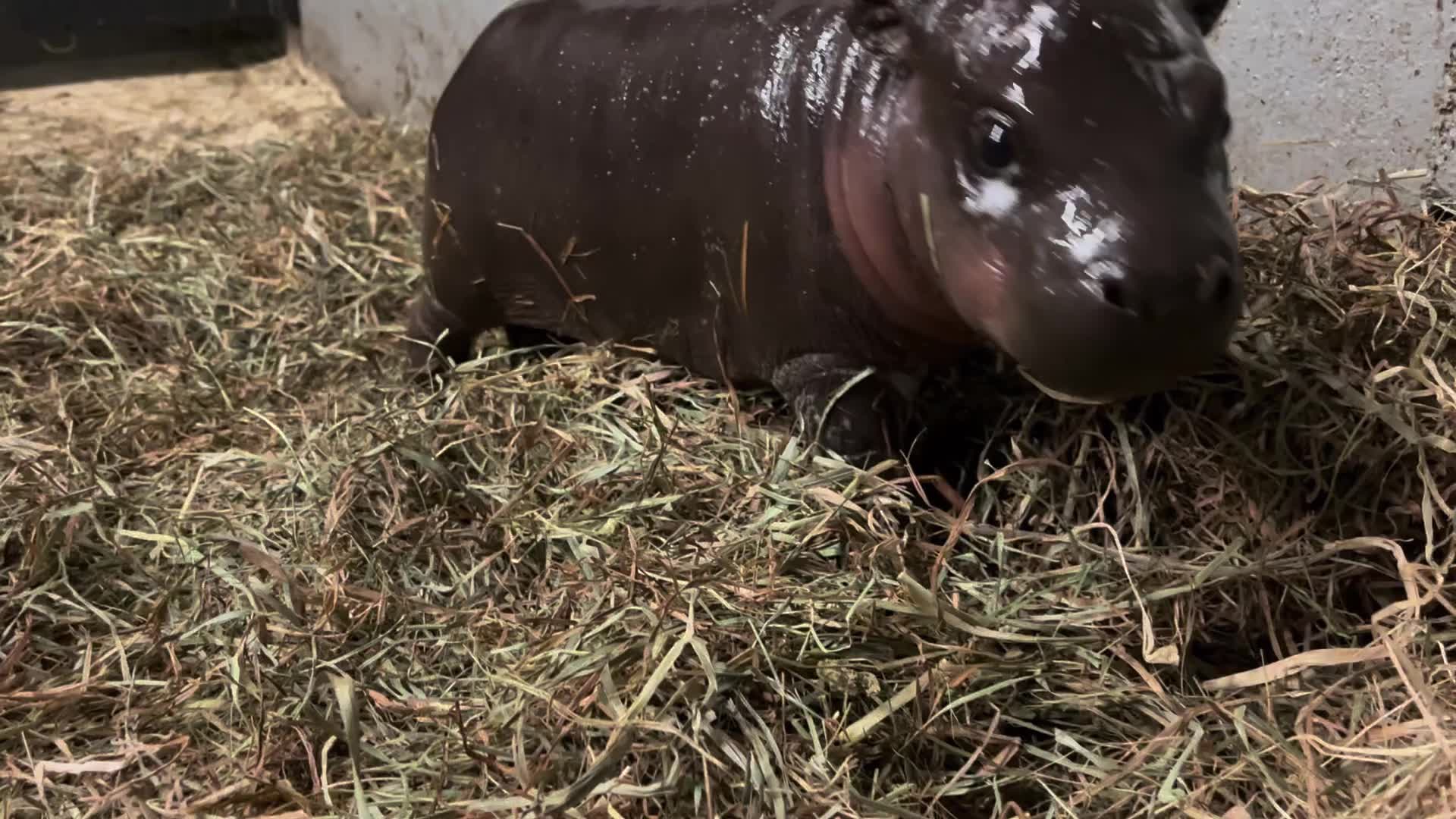 VIDEO: Metro Richmond Zoo welcomes newborn pygmy hippo just before ...