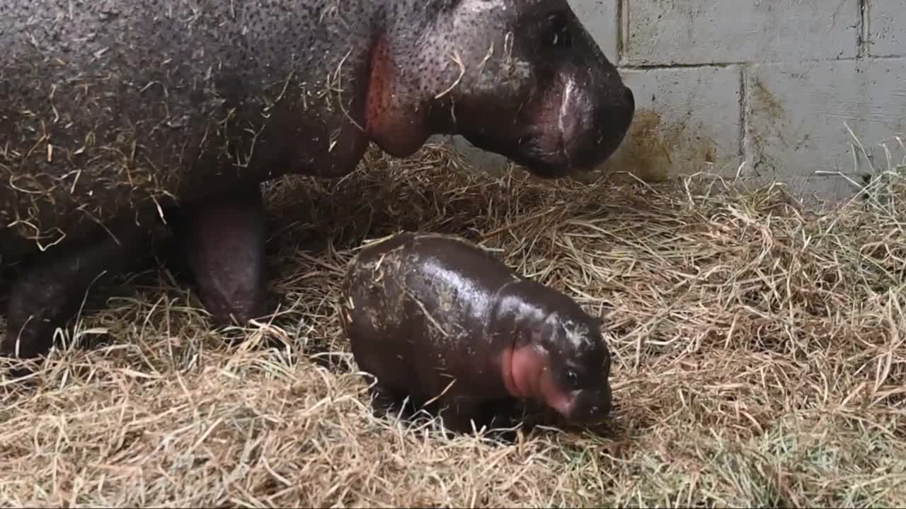 Metro Richmond Zoo Baby Pygmy Hippo – WRIC ABC 8News