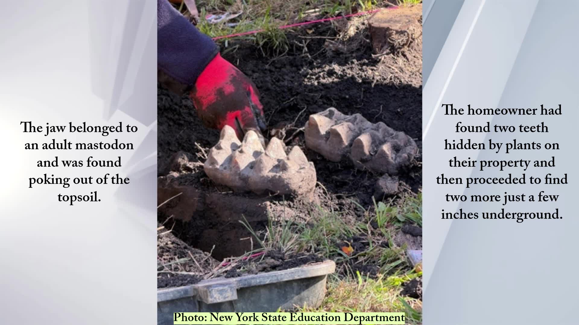 Prehistoric mastodon jaw uncovered in Orange County – NEWS10 ABC