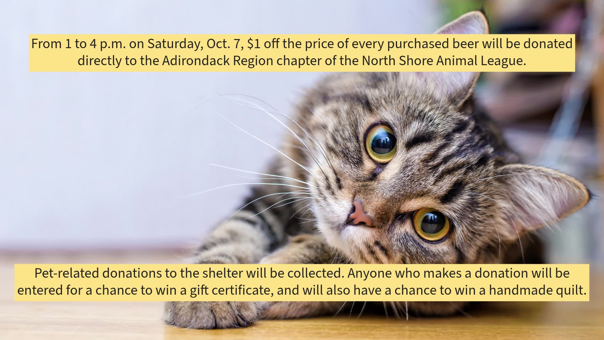 Mean Max Brew Works raising money for cats this Saturday – NEWS10 ABC