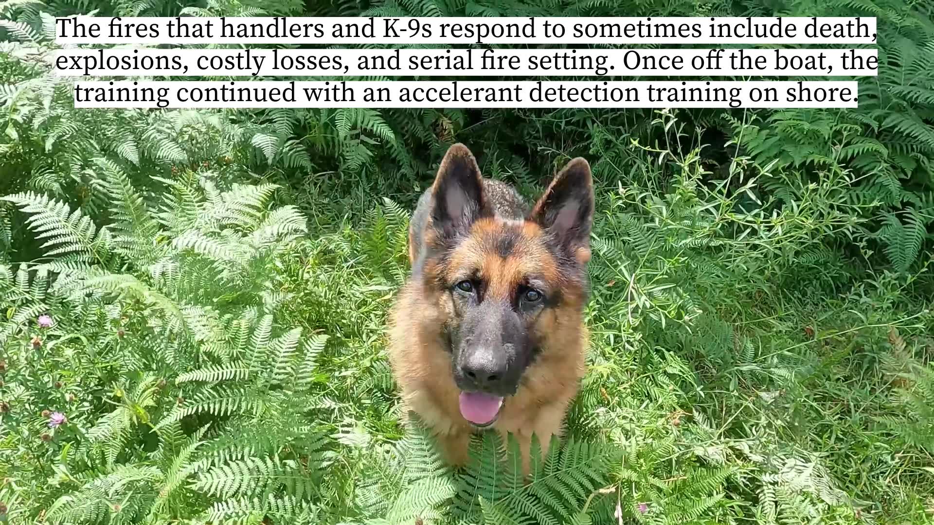 ECO’s attend Accelerant Detection K-9 Program – NEWS10 ABC