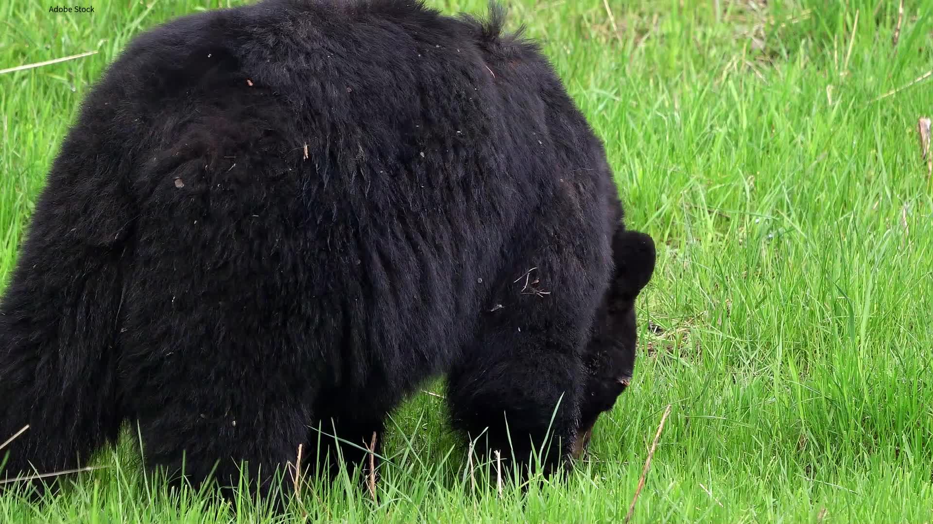 Local wildlife expert explains early bear sightings – NEWS10 ABC