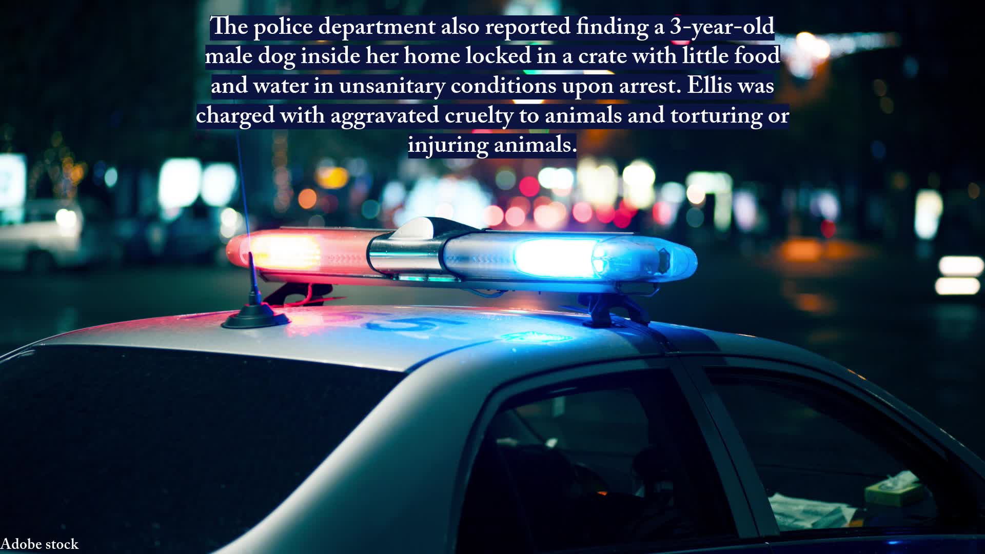 2nd arrest made after dog set on fire in Albany – NEWS10 ABC