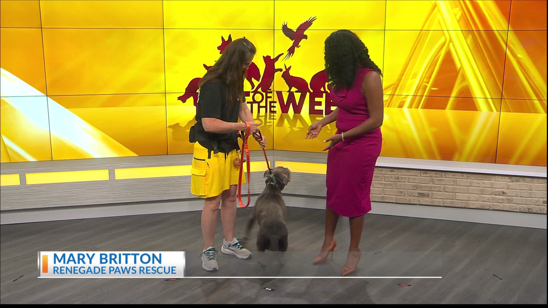 Pet of the week: Meet Cleopatra – WSAV-TV