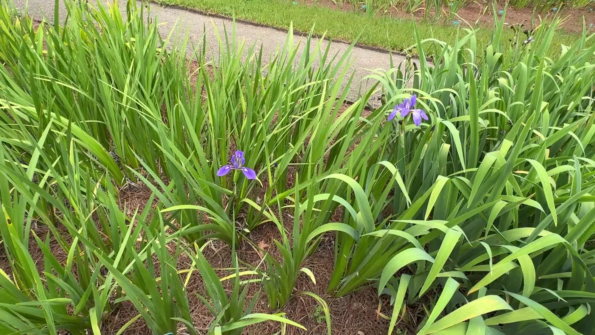 Mystery Irises at Coastal Georgia Botanical Gardens – WSAV-TV