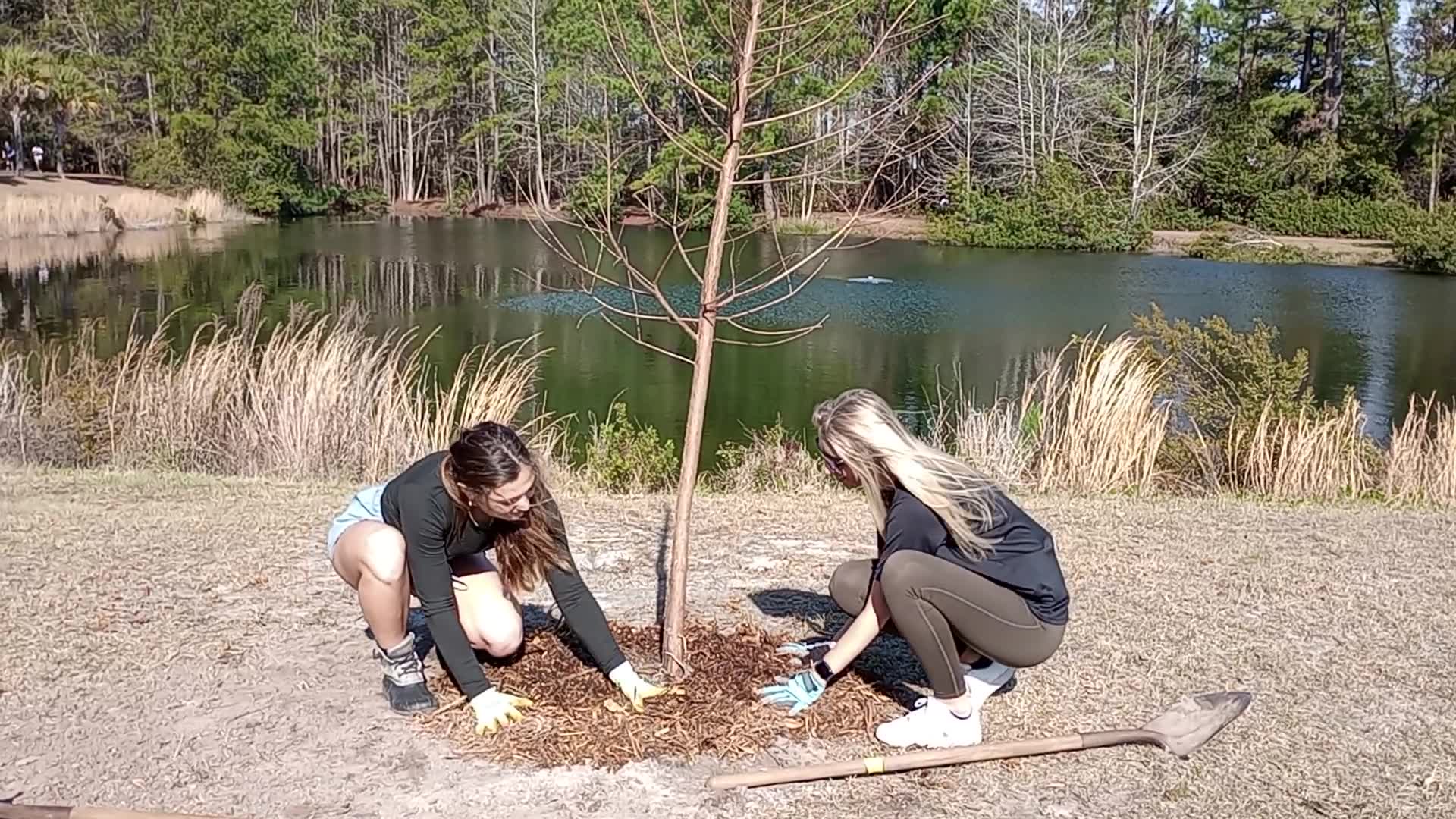 Savannah Tree Foundation – WSAV-TV