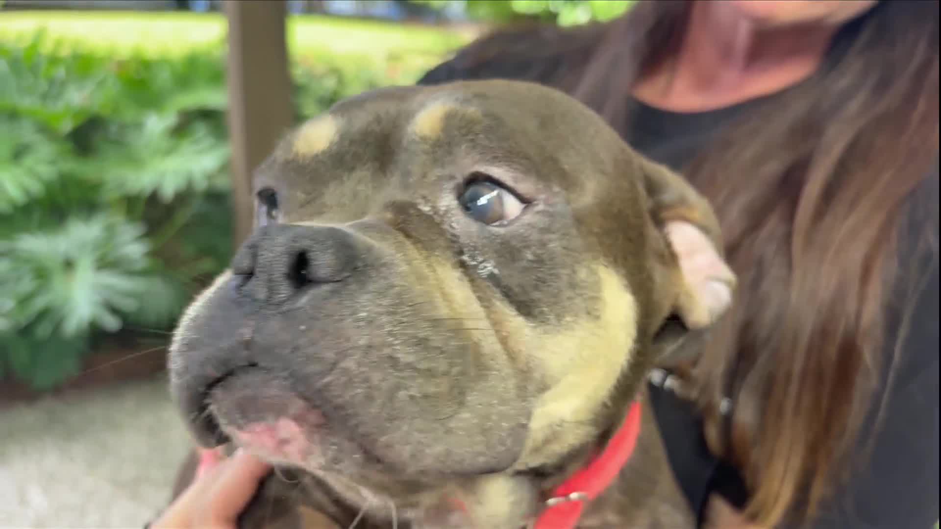 Pet of the week: Meet Toaster – WSAV-TV