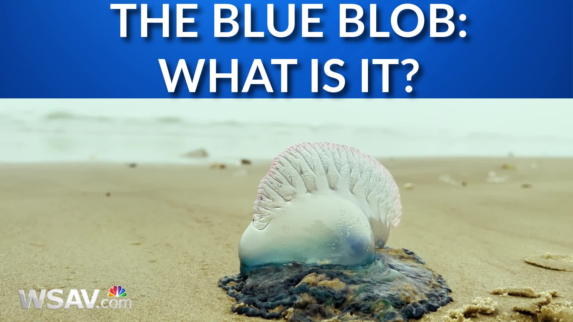 The blue blob: What is a Portuguese man o’ war? – WSAV-TV