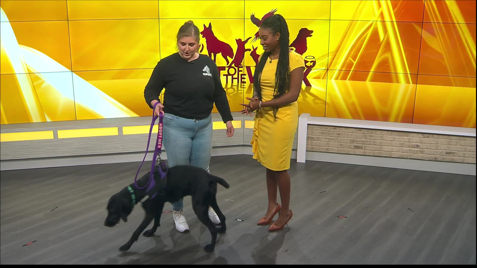 Pet of the Week: Meet Razz Jazzy – WSAV-TV
