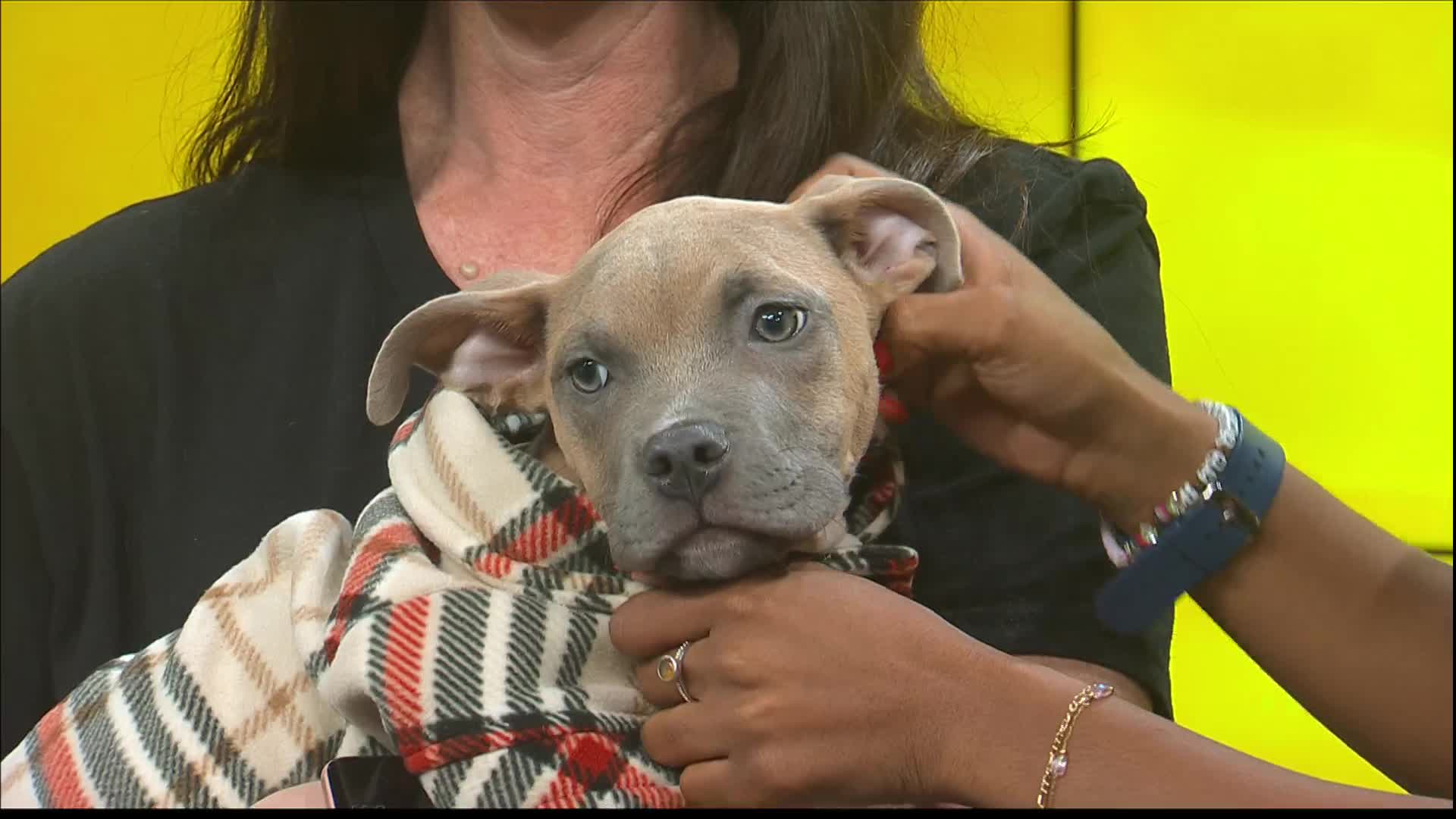 Pet of the Week: Meet Kanah – WSAV-TV