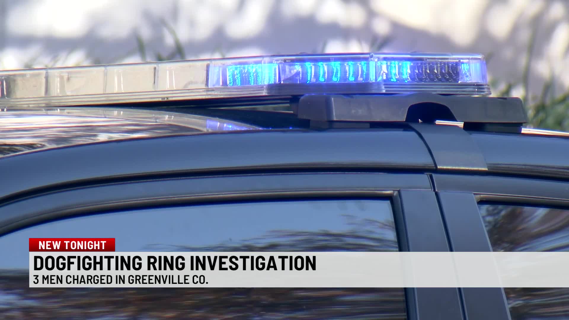 Over 30 dogs rescued in Greenville dog fight investigation – WSPA 7NEWS