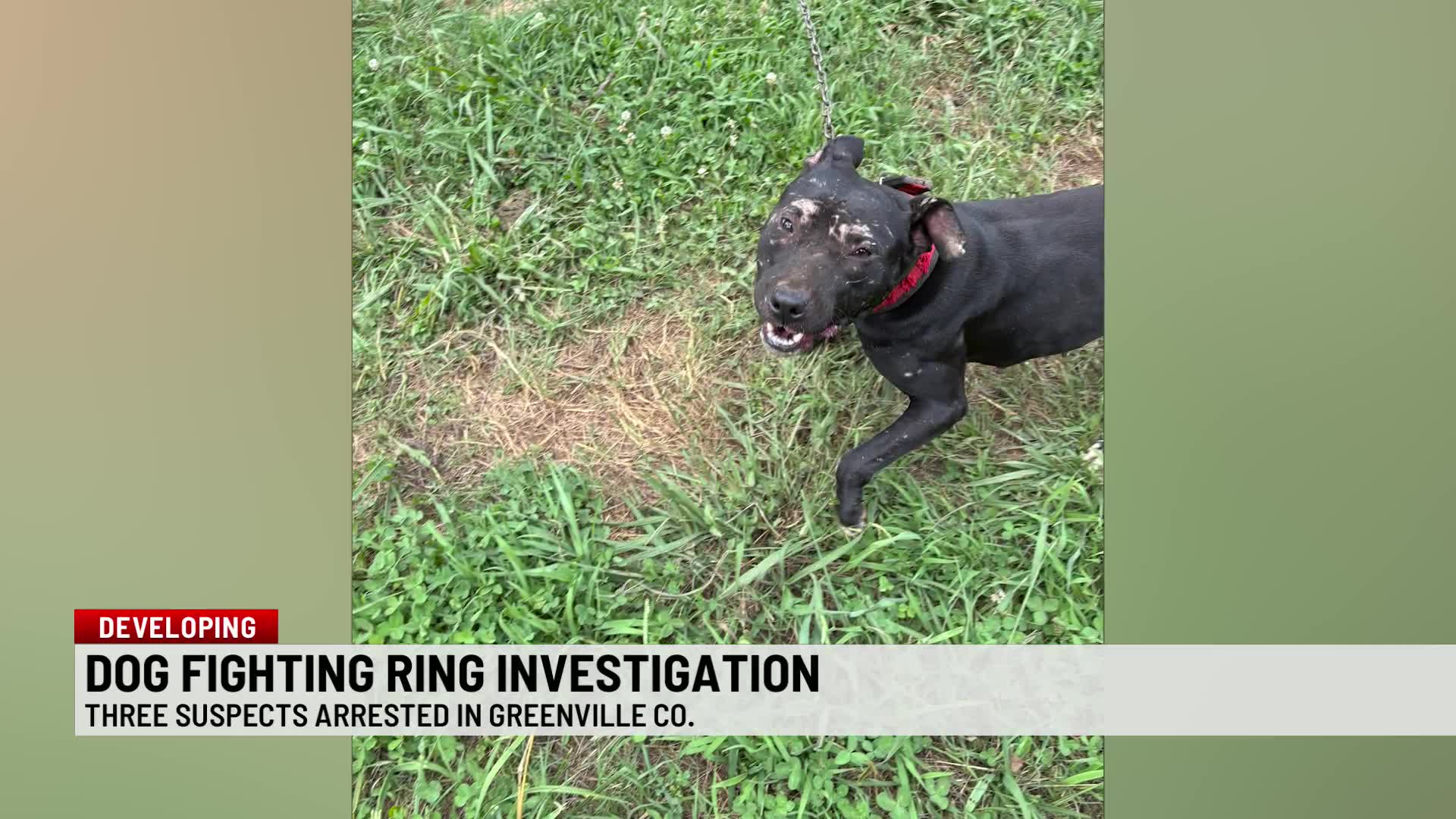 Over 30 dogs rescued in Greenville dog fight investigation – WSPA 7NEWS
