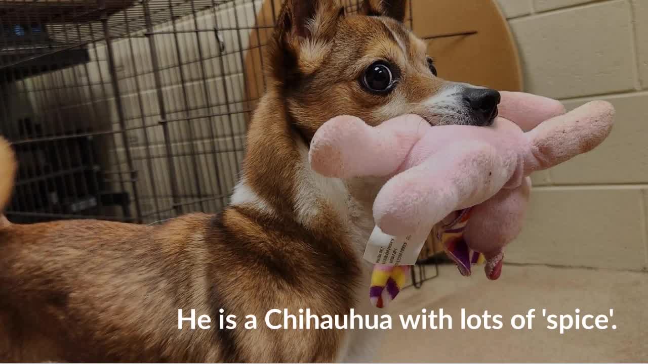 Dog with ‘few screws loose’ up for adoption at Upstate animal shelter ...