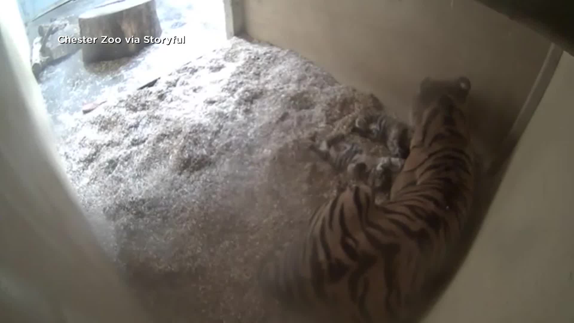 Rare tigers born at Chester Zoo – WSPA 7NEWS