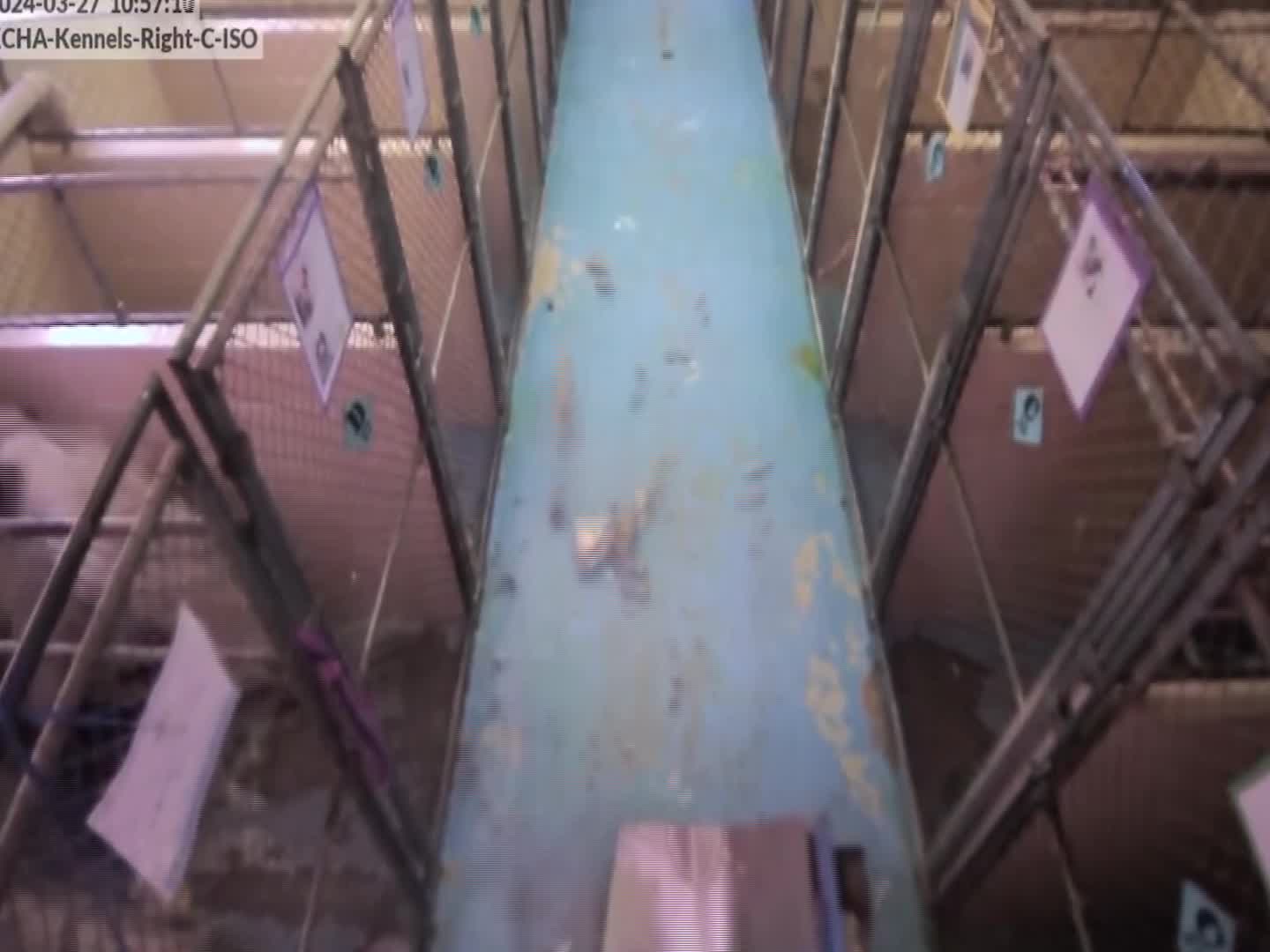 Video shows moments leading up to Kanawha-Charleston Humane Association crash, workers jumping ...