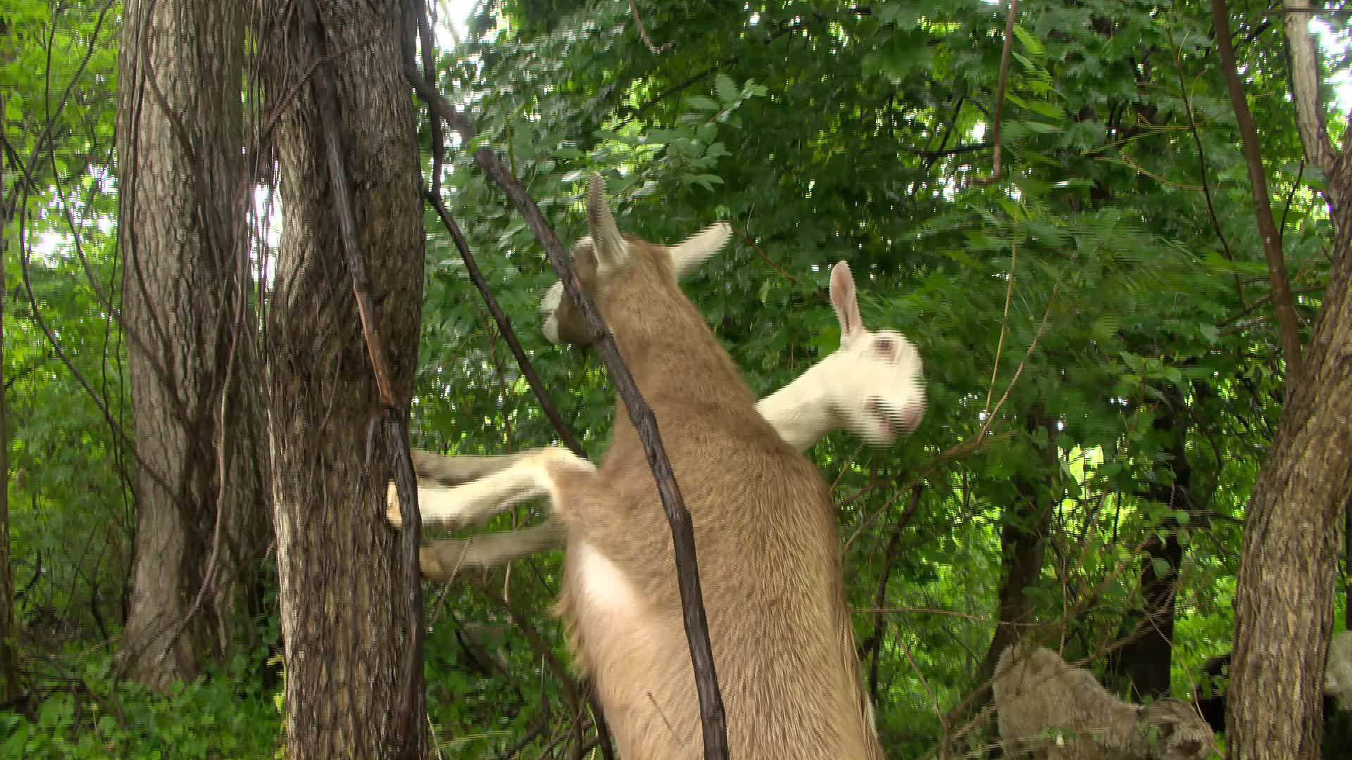 Goats used to manage vegetation along the Erie Canal in Greec ...