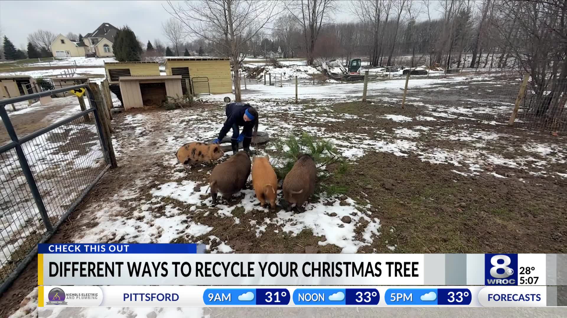 How Churchville farm uses old Christmas trees donated to them ...