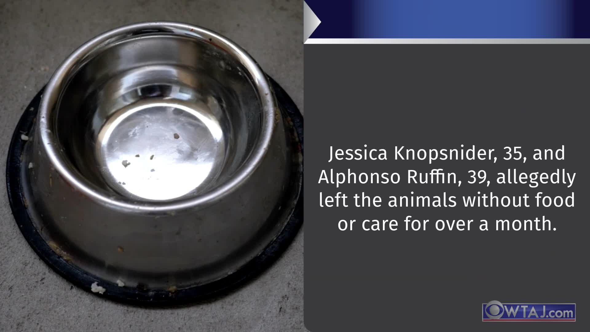 Two charged after multiple animals found dead in Cambria County – WTAJ ...