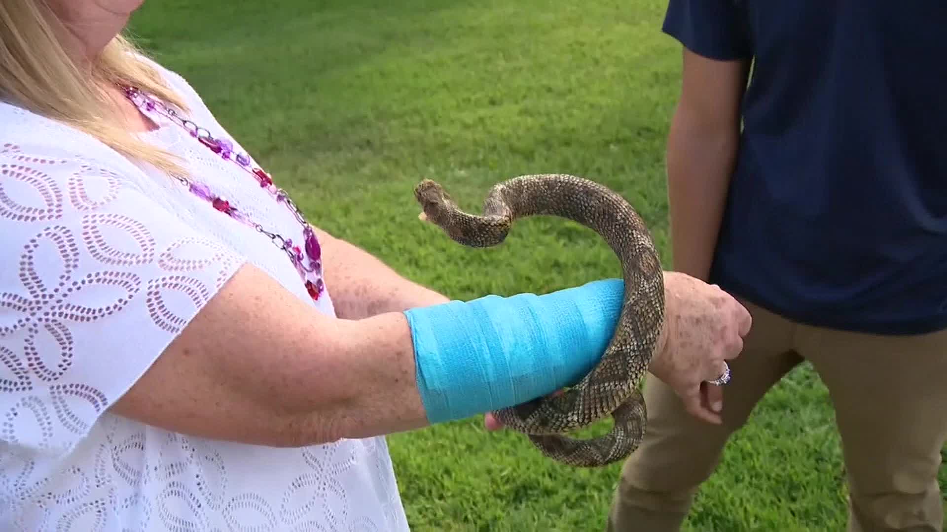 Snake falls from sky onto Texas woman — then she was attacked by a hawk ...
