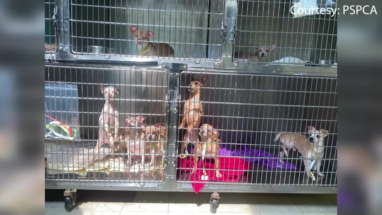 PSPCA rescues 70+ dogs from Kensington home – PHL17.com
