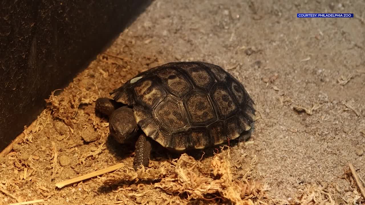 Three more critically endangered Galapagos tortoises hatch at ...