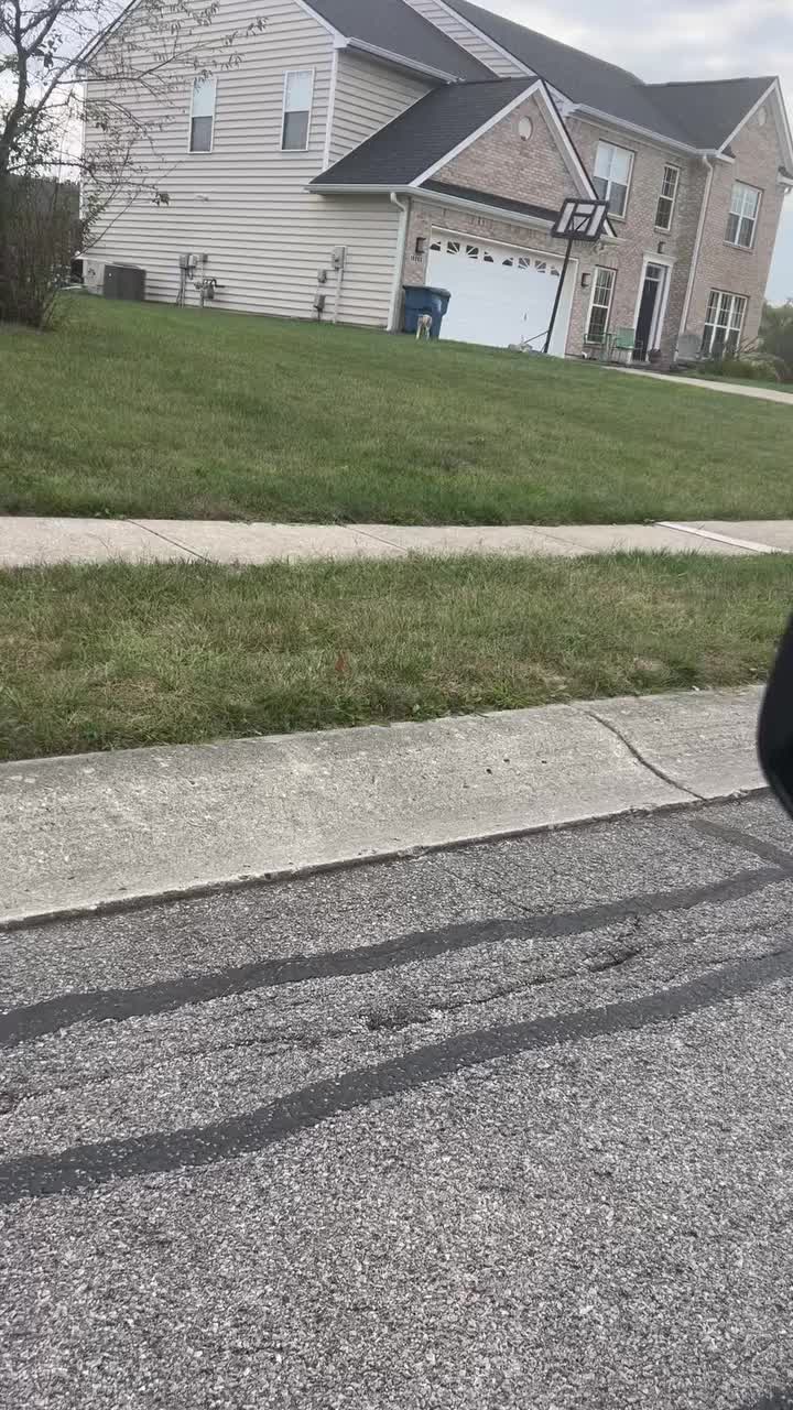 Monkey on the loose: Viewer captures Momo the monkey in Indianapolis ...